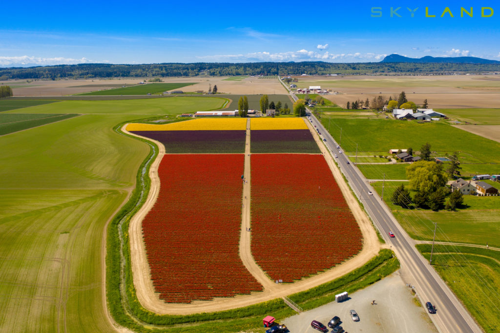 Tulip Fields - SkyLand Aerial Services, LLC